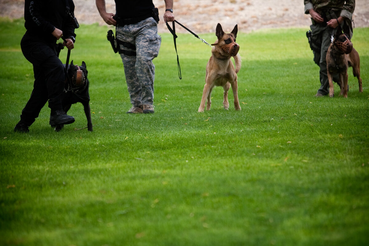 Officers participate in SWAT dog school | News, Sports, Jobs - Daily Herald